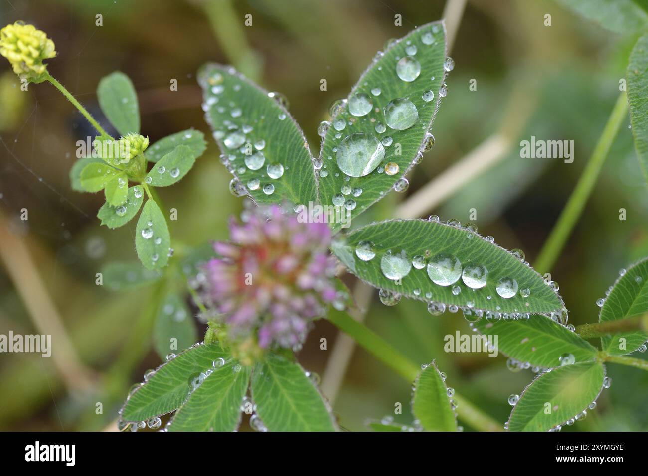 Wet clover field hi-res stock photography and images - Alamy