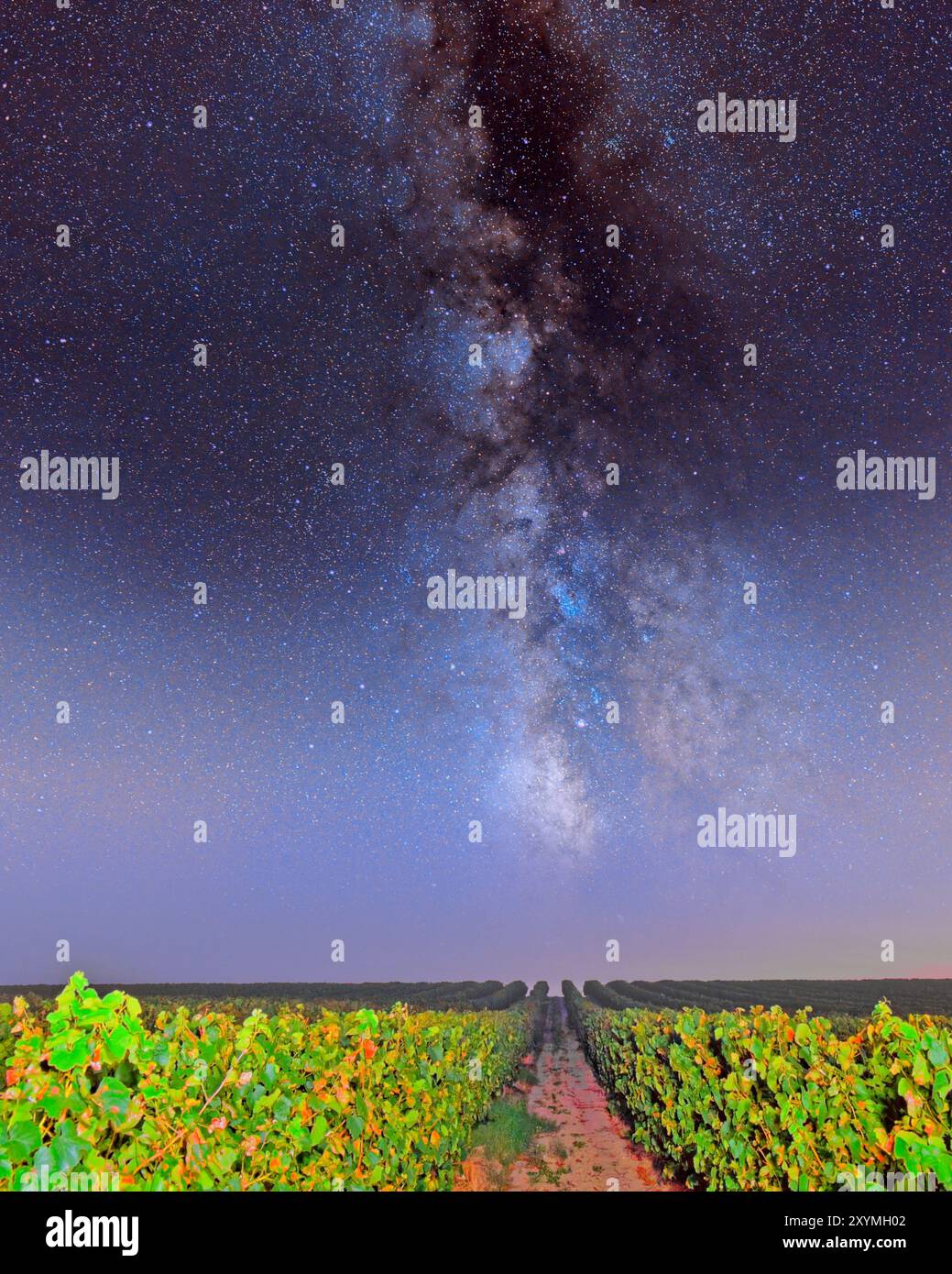 French vineyards at night. Parallel rows of autumn vines illuminated ...