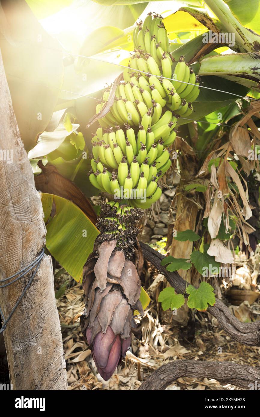 Immature banana fruits hi-res stock photography and images - Alamy