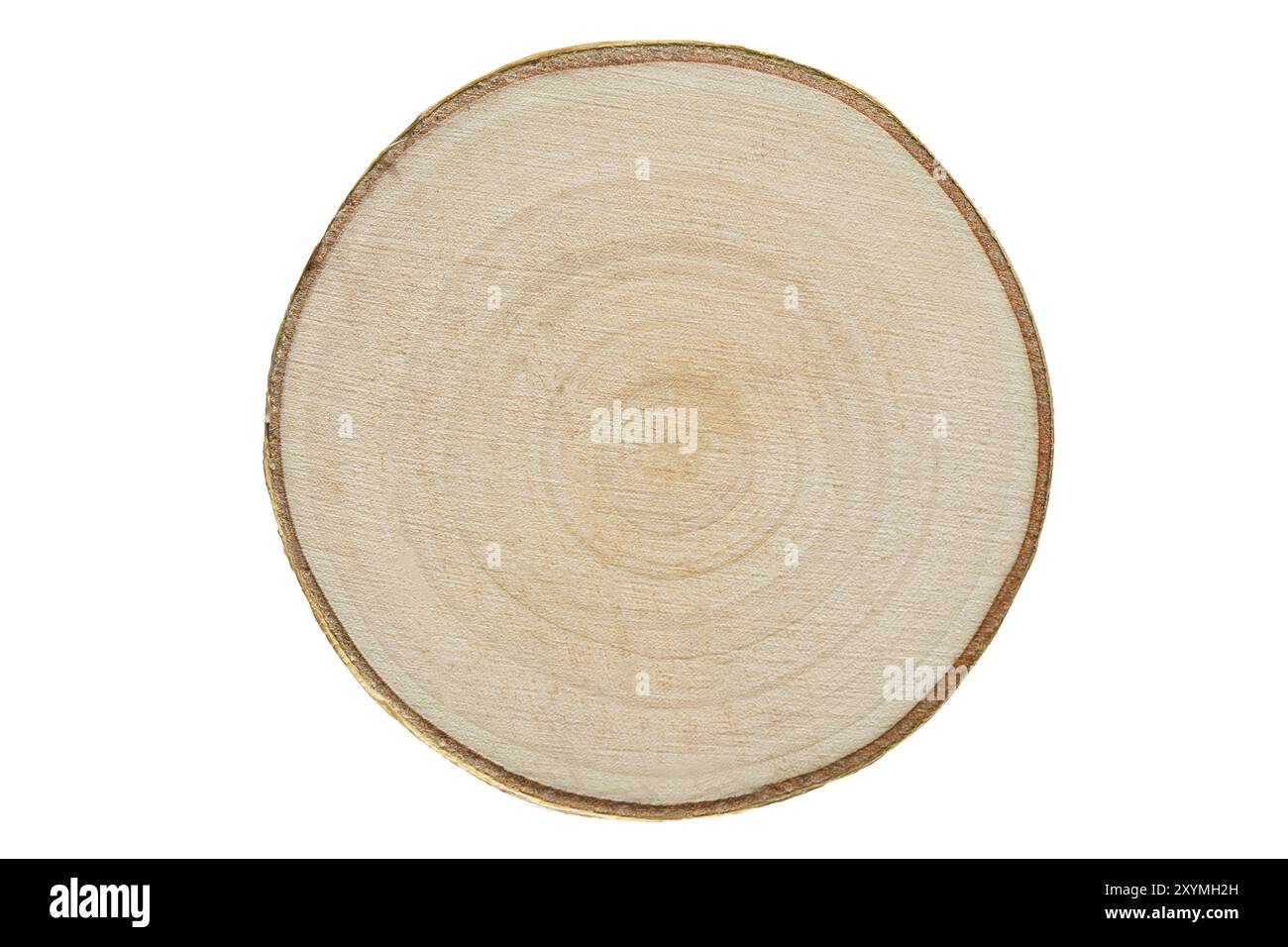 Birch wood, cross-section on white background Stock Photo - Alamy