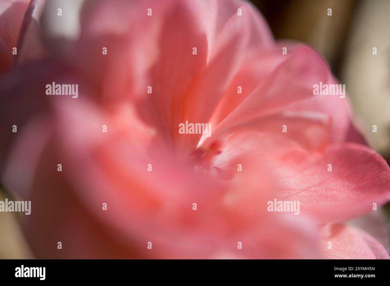 Soft pink flowers abstraction Stock Photo - Alamy