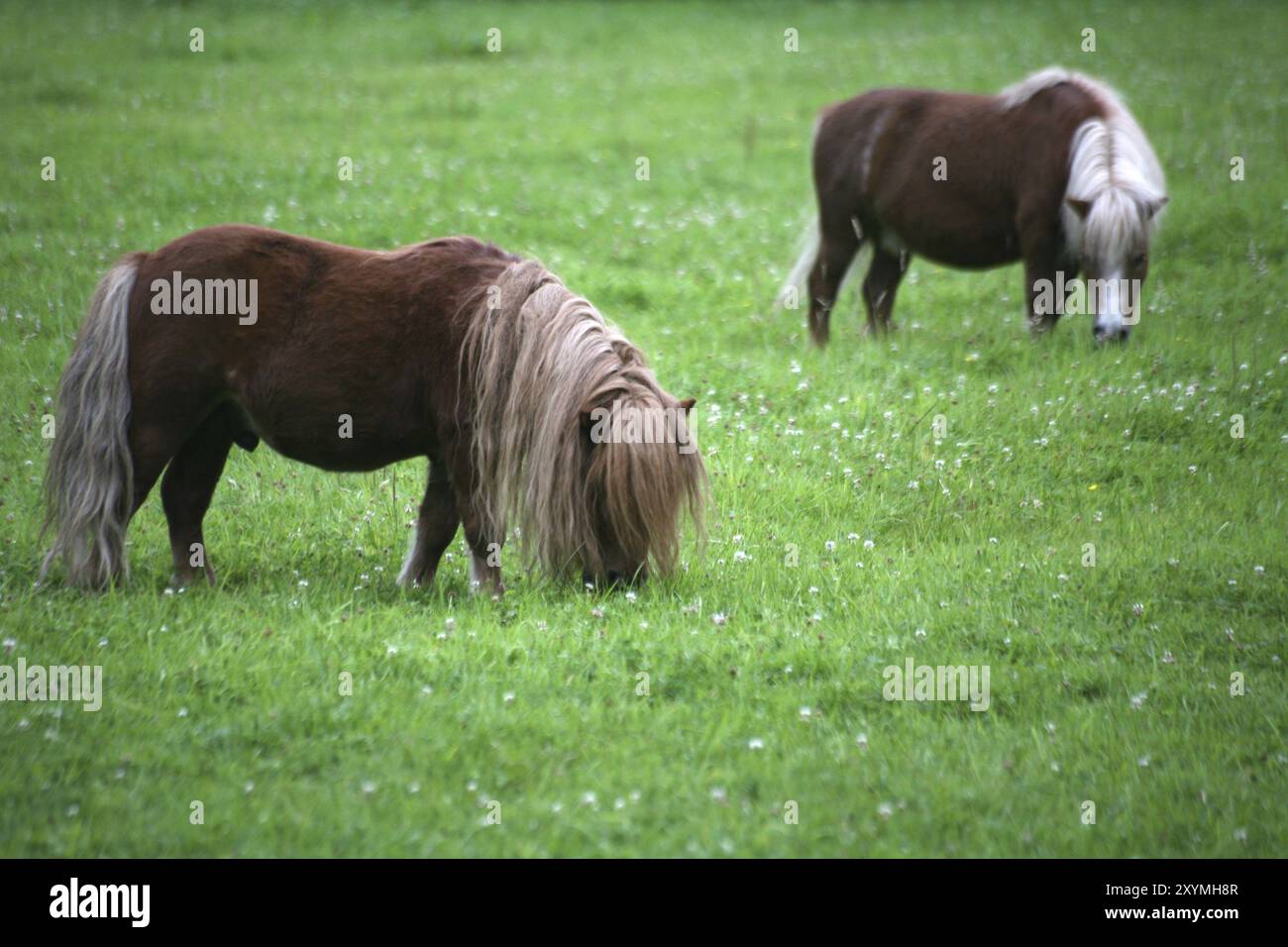 Robust small horses Stock Photo - Alamy