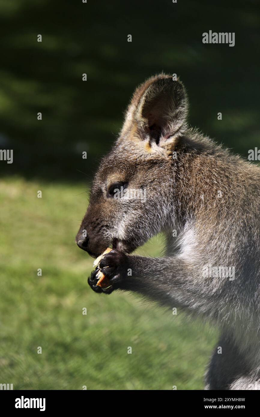 Bread-eating Bennett's kangaroo Stock Photo - Alamy