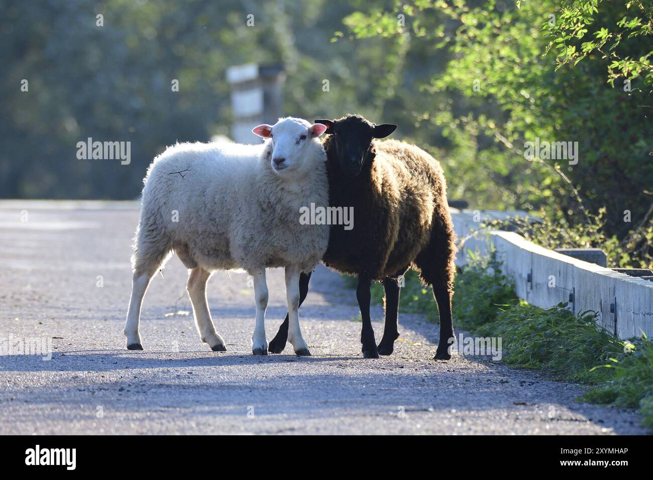 A black and a white sheep standing on a street. 2 sheep standing on a ...