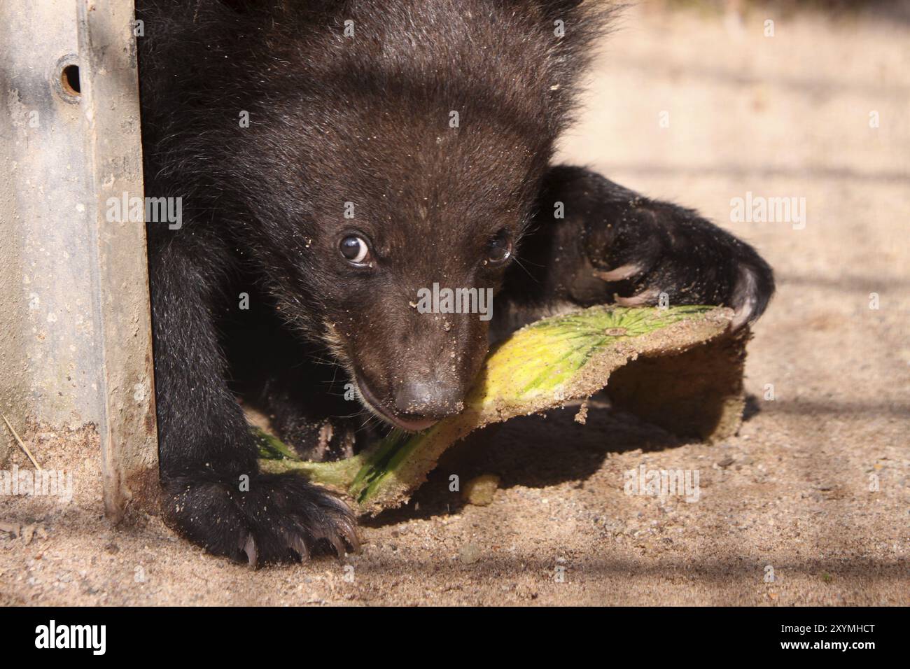 Moon bear cub hi-res stock photography and images - Alamy