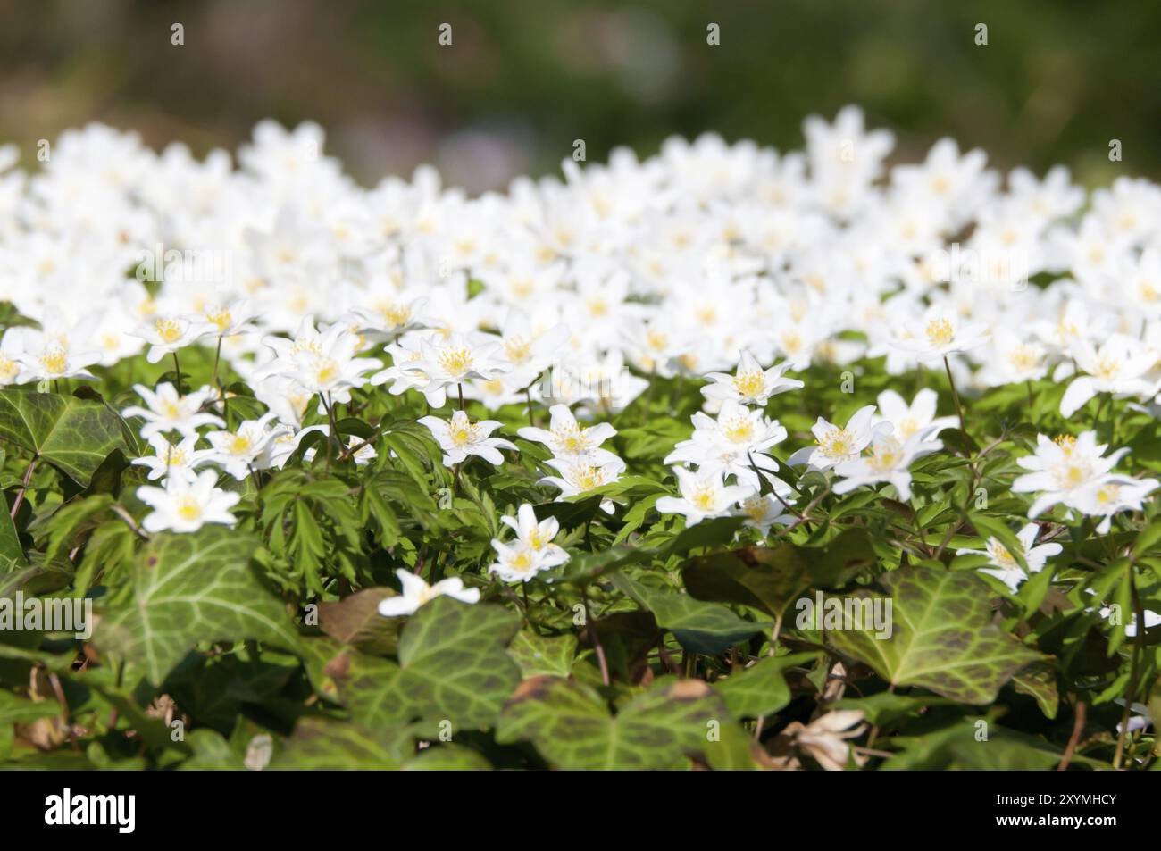 Anemone nemorosa, an early-spring flowering plant in the genus Anemone ...