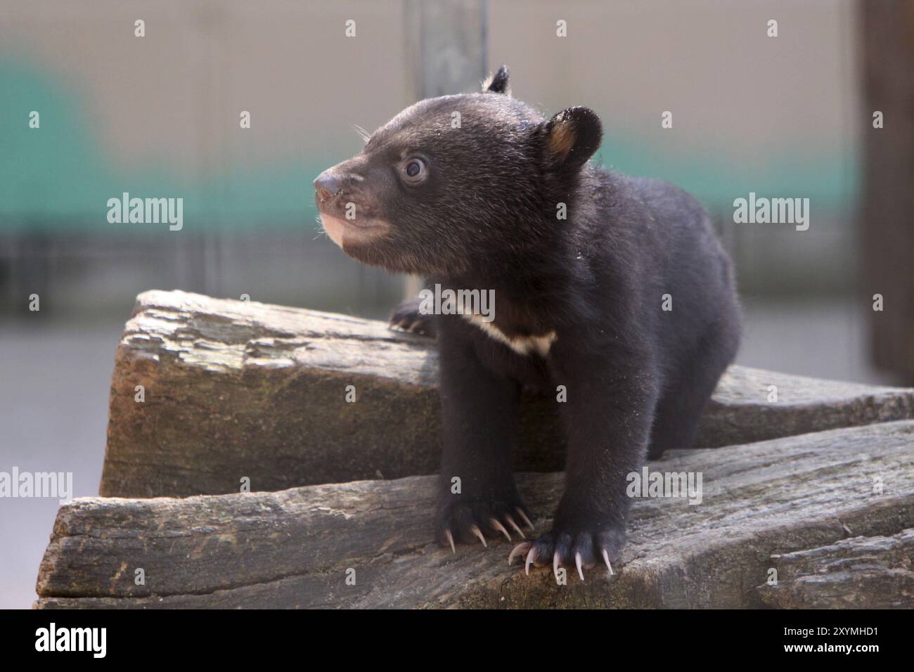 Asiatic black bear baby hi-res stock photography and images - Alamy