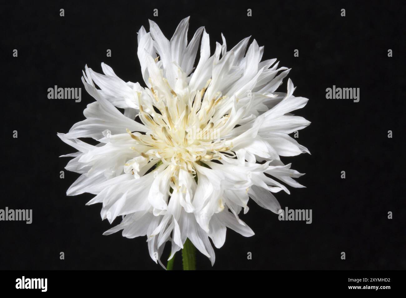 Centaurea cyanus white hi-res stock photography and images - Alamy