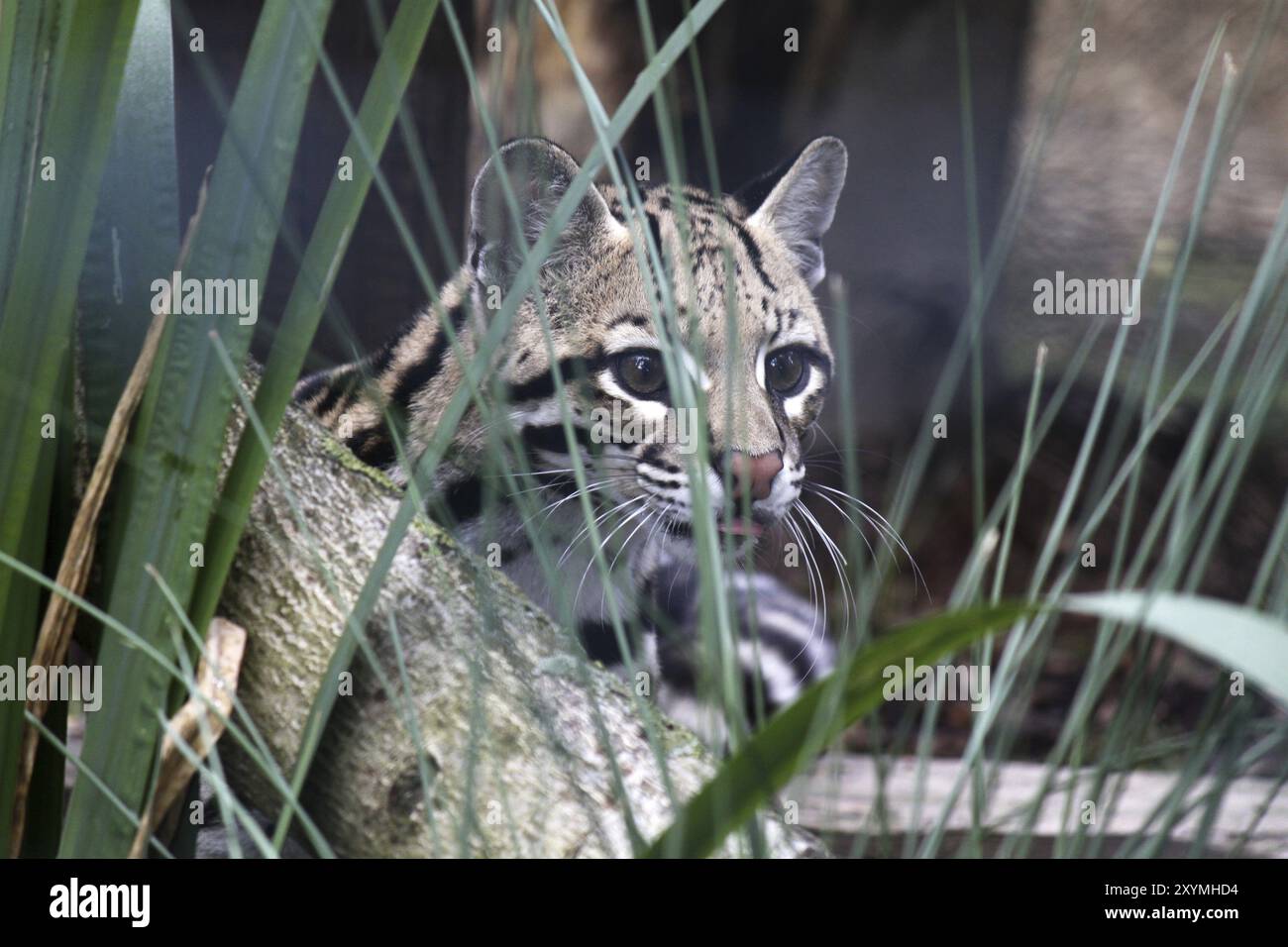 Ocelot leopardus pardalis male hi-res stock photography and images - Alamy