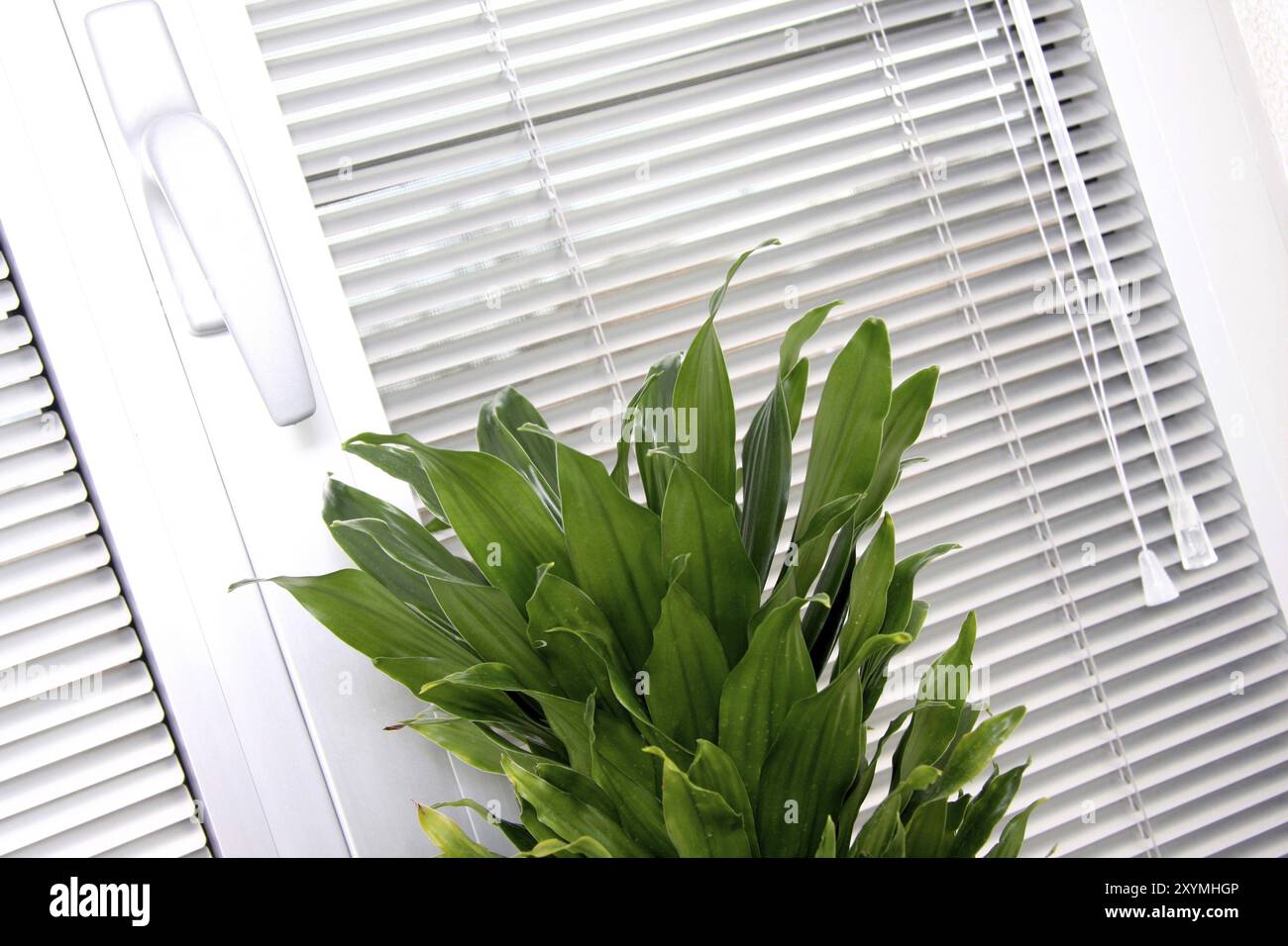 Horizontally blinds hi-res stock photography and images - Alamy