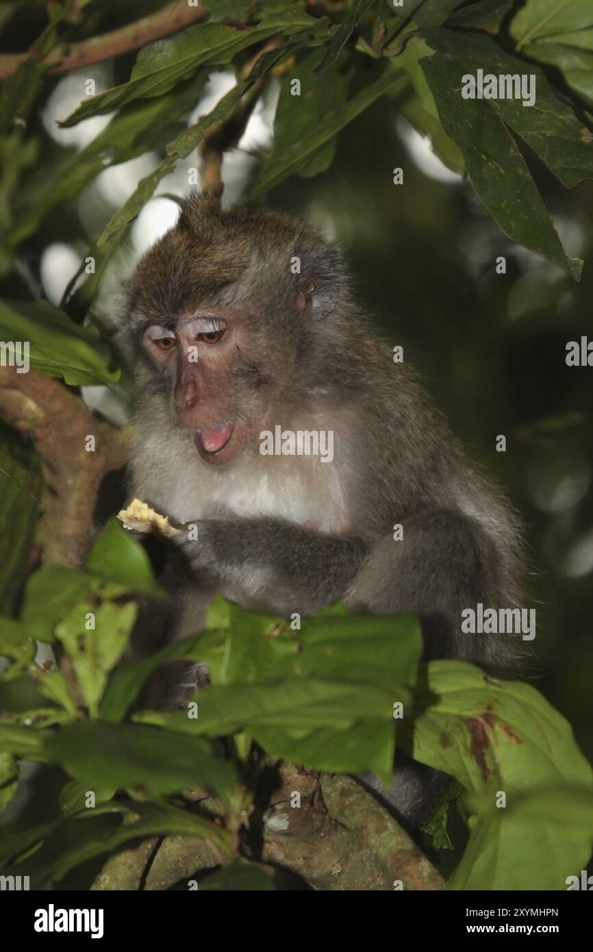 Makak auf Bali Stock Photo - Alamy