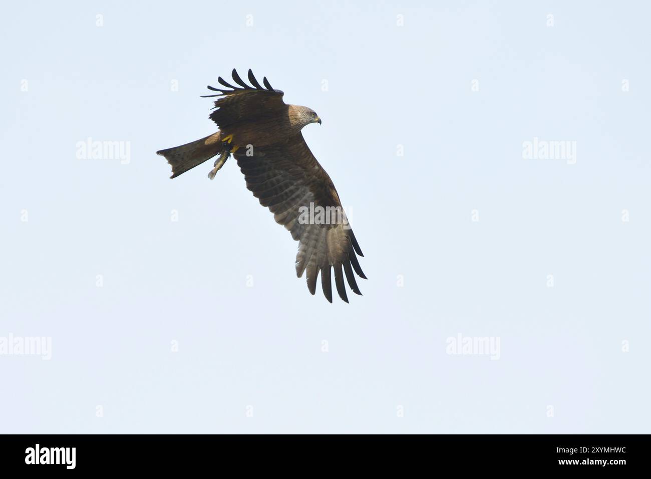 Black kite with a fish Stock Photo - Alamy
