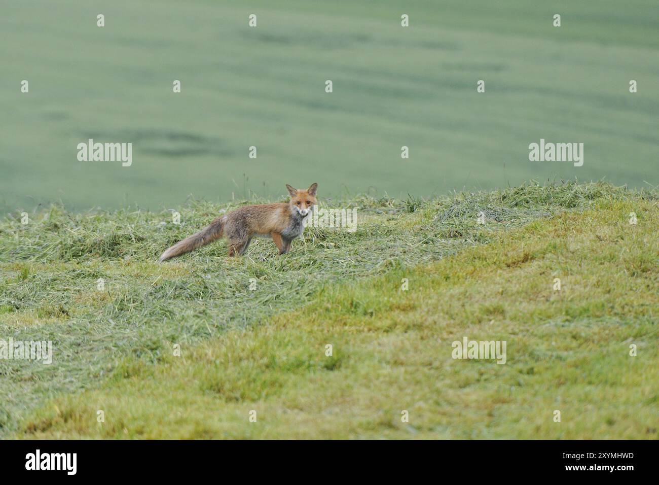 Red fox vulpes creeping hi-res stock photography and images - Alamy