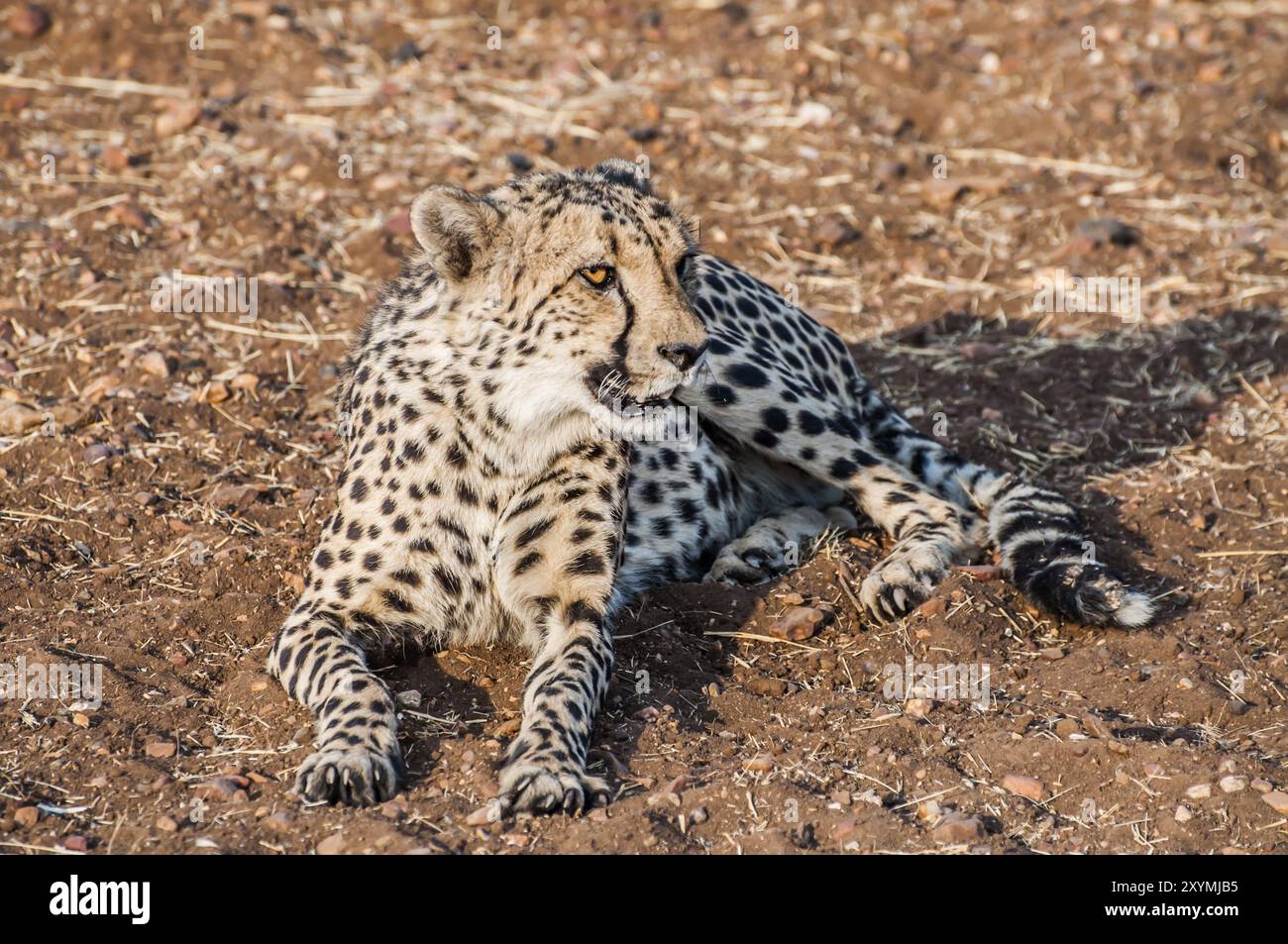 A Cheetah lying on the ground in the bush veld of Namibia completely visible Stock Photo - Alamy