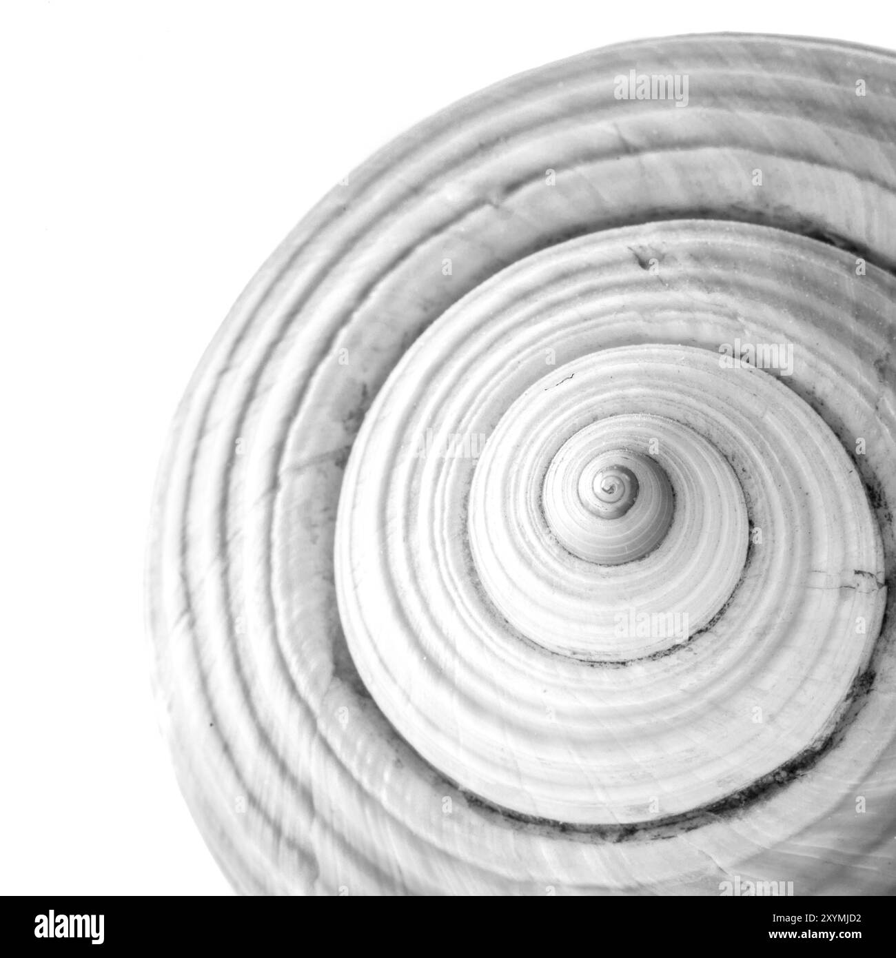 An abstract close up photo of a sea shell on a white background in ... An abstract close up photo of a sea shell on a white background in ...