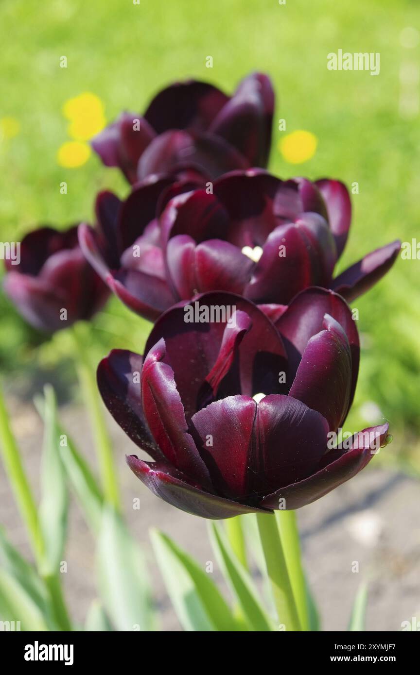 Tulip Queen of the Night, Tulip Queen of the Night 05 Stock Photo - Alamy