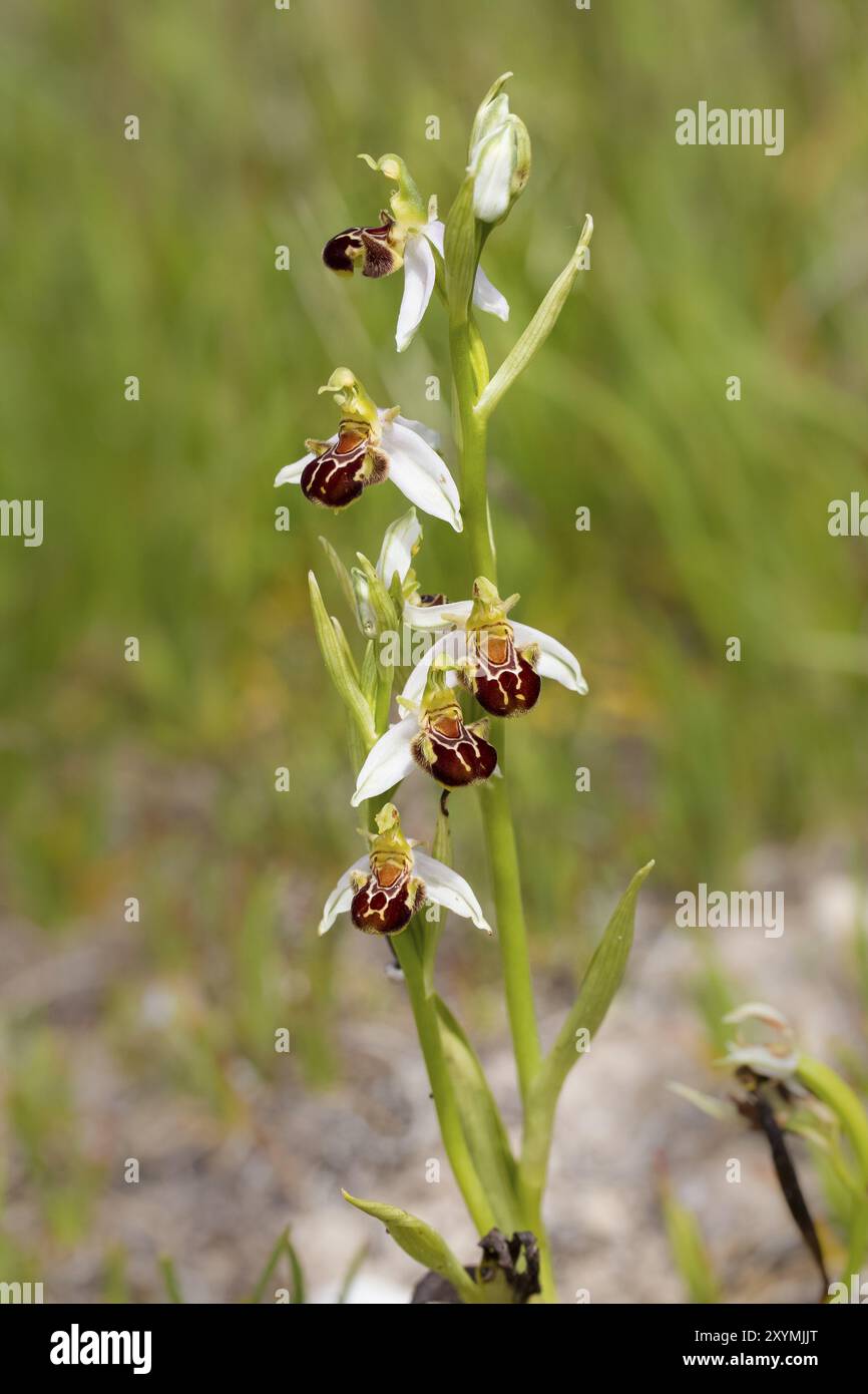Bee orchid, Ophrys apifera Stock Photo - Alamy
