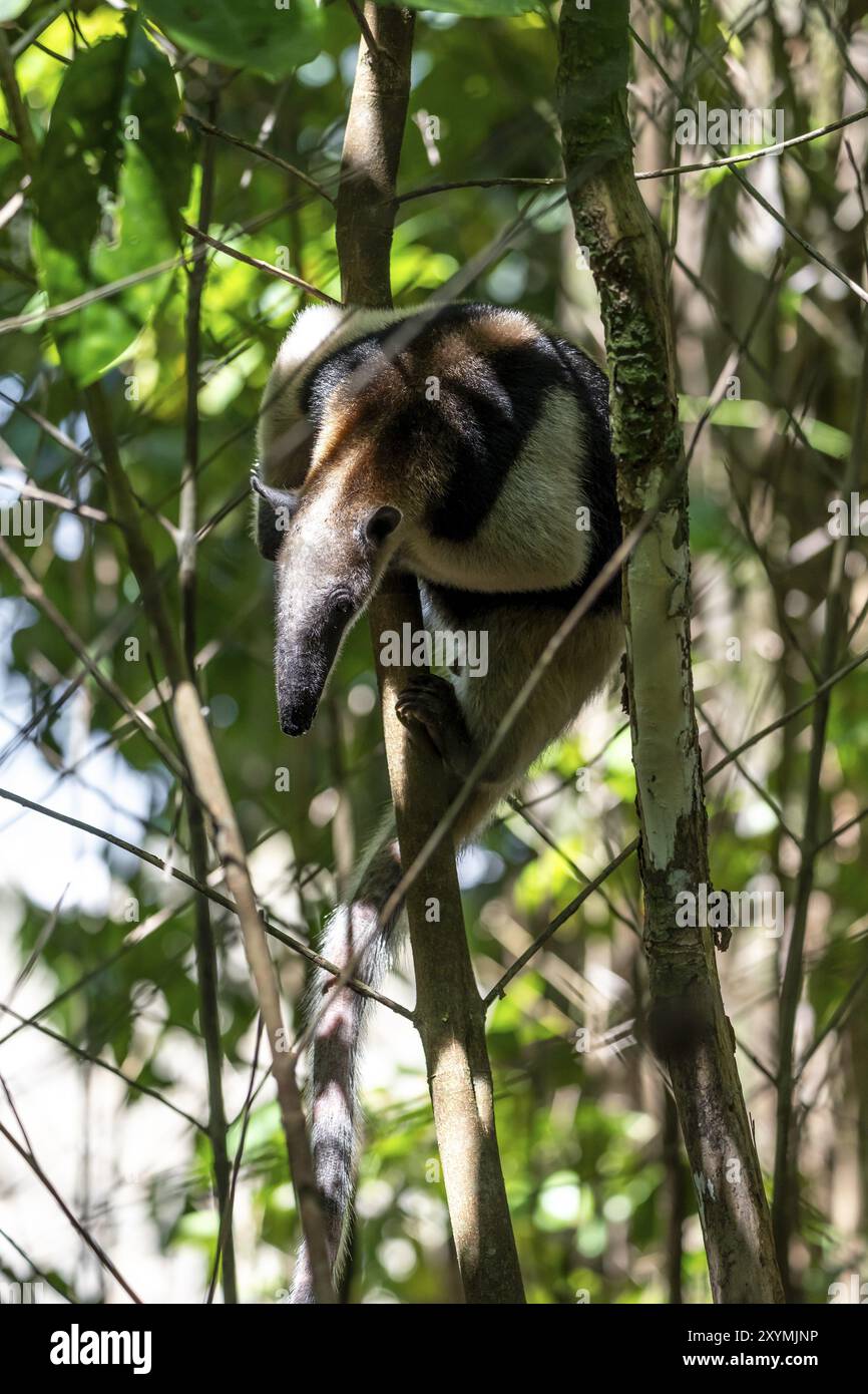 Northern tamandua (Tamandua mexicana), climbing a tree in the ...