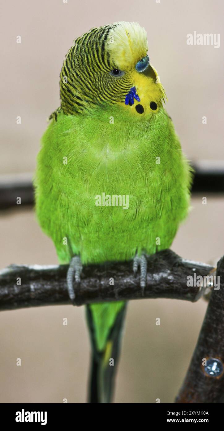 Budgerigar, Australia, Oceania Stock Photo - Alamy