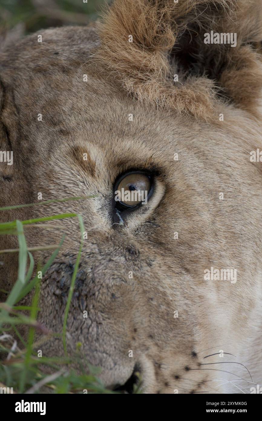 Closeup shot lioness in hi-res stock photography and images - Alamy