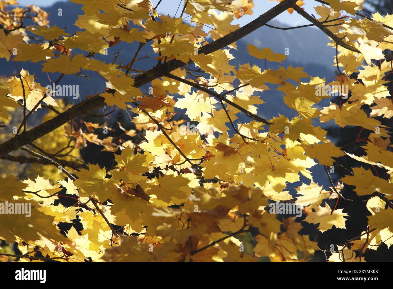 Maple tree with colourful autumn leaves Stock Photo - Alamy