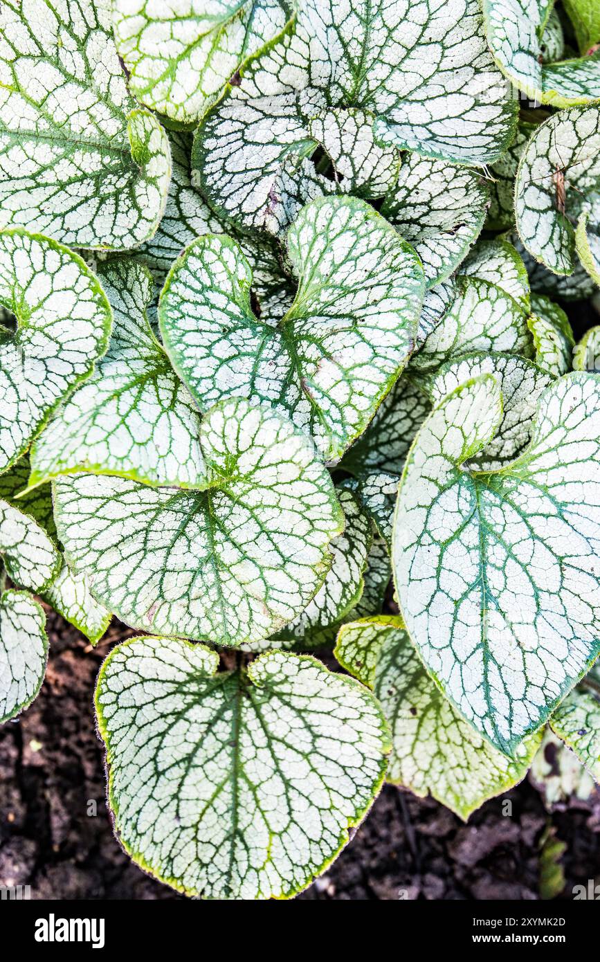 Brunnera Macrophylla 'Jack Frost', also known as Siberian Bugloss makes ...