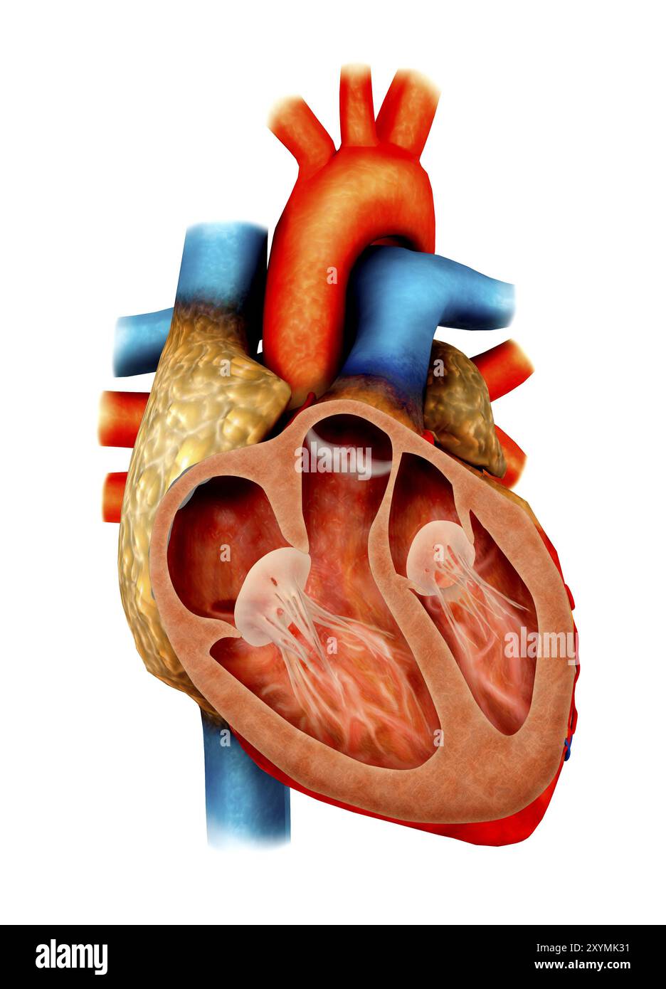Human heart cross section Cut Out Stock Images & Pictures - Alamy