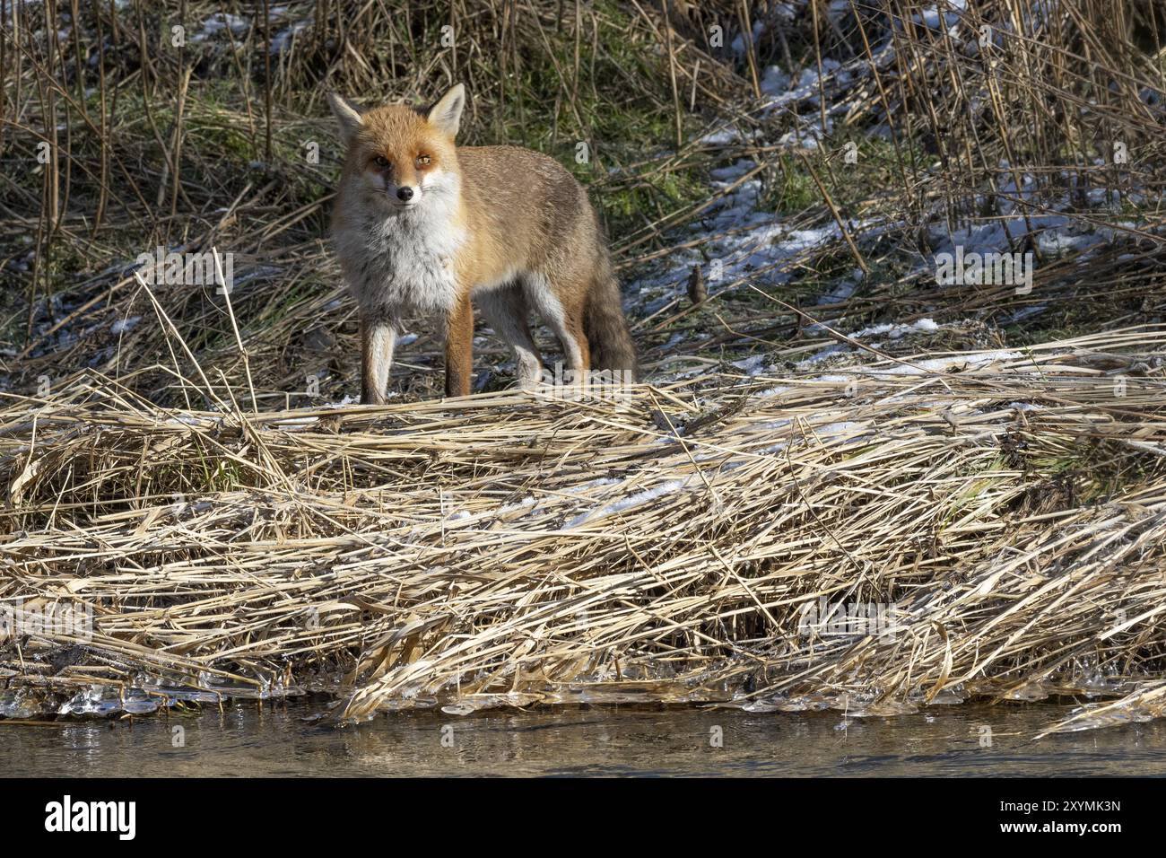 Red fox stands hi-res stock photography and images - Alamy