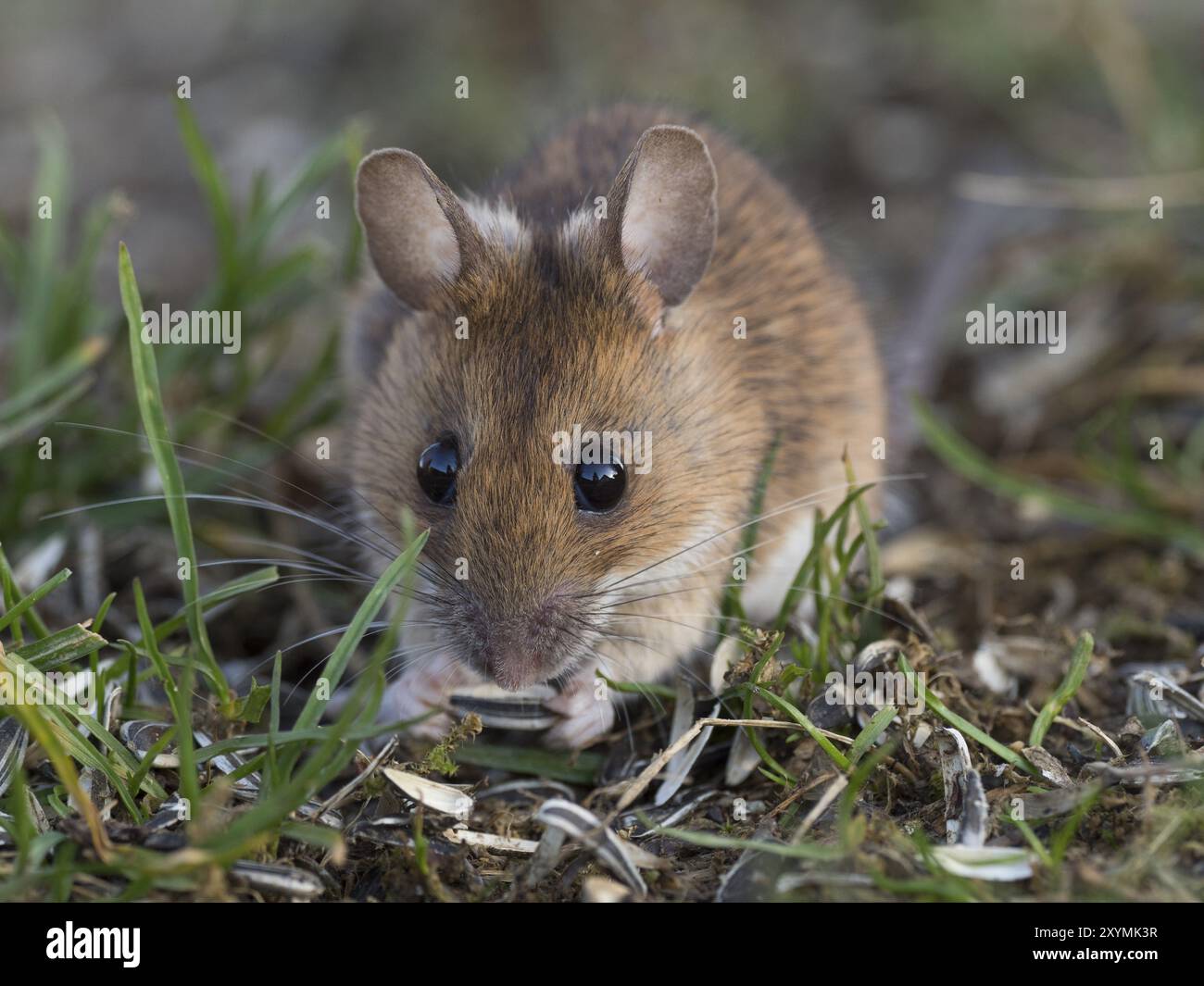 A yellow-necked mouse eats sunflower seeds Stock Photo - Alamy