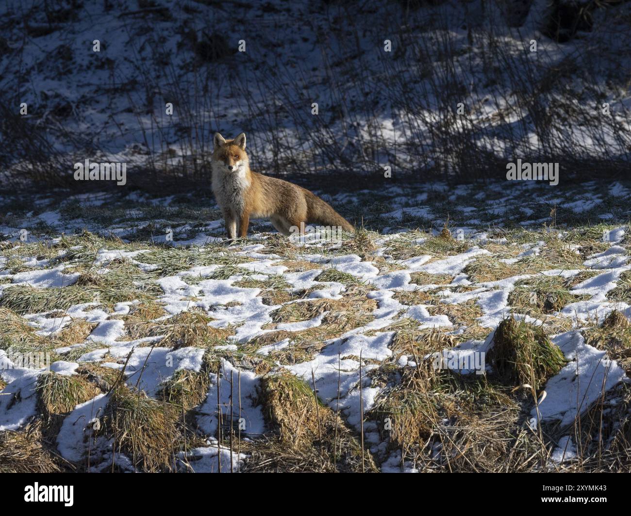 Red fox stands hi-res stock photography and images - Alamy