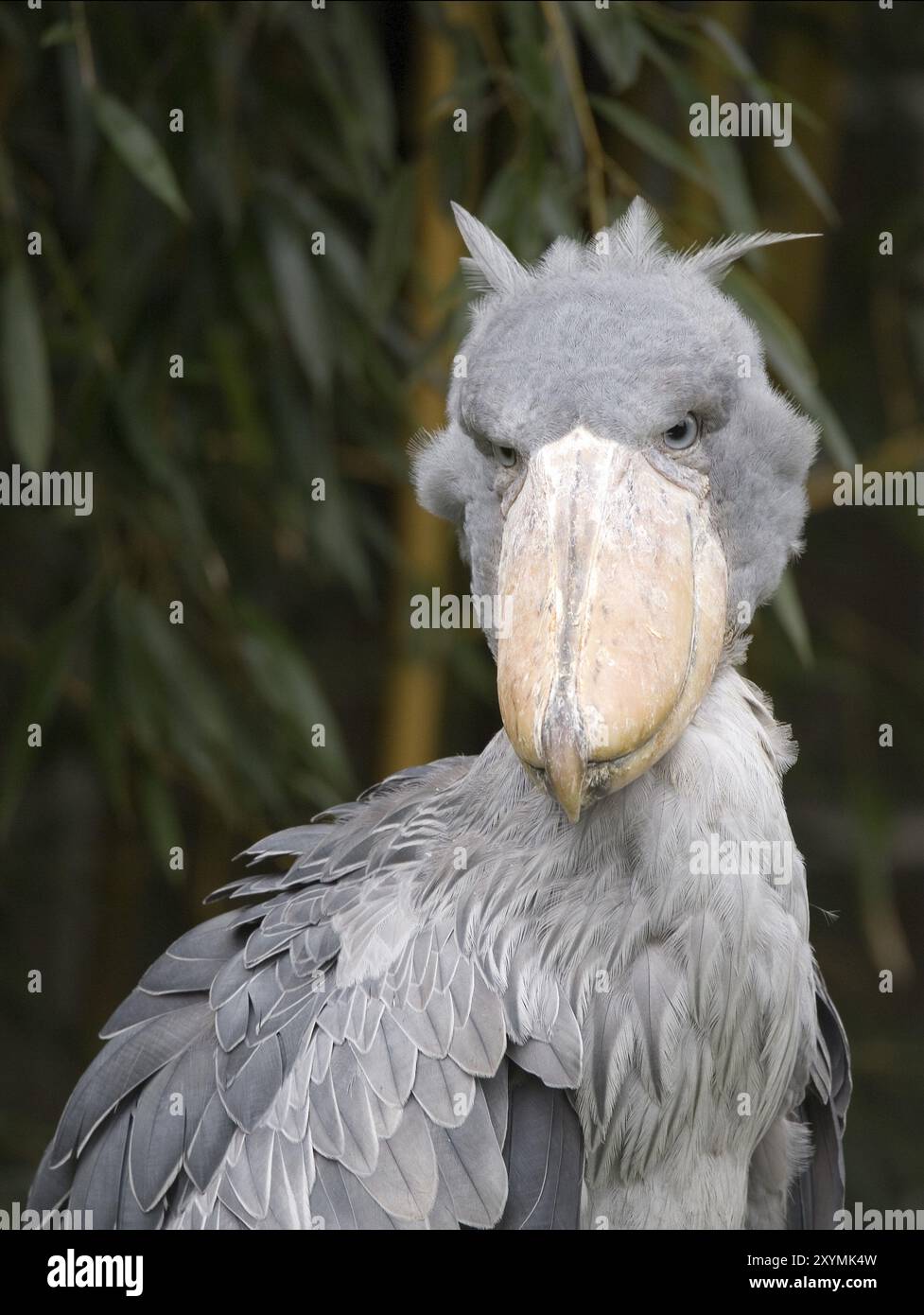 Quirky bird photos hi-res stock photography and images - Alamy