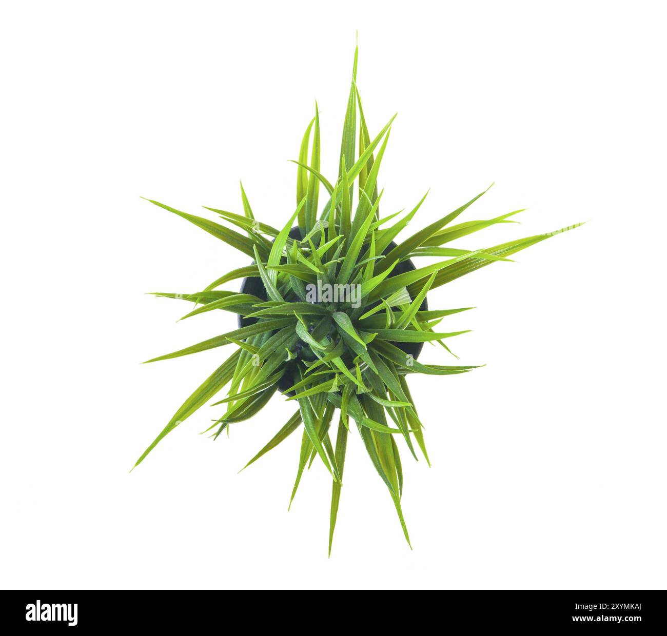 Top down view exposed Cut Out Stock Images & Pictures - Alamy