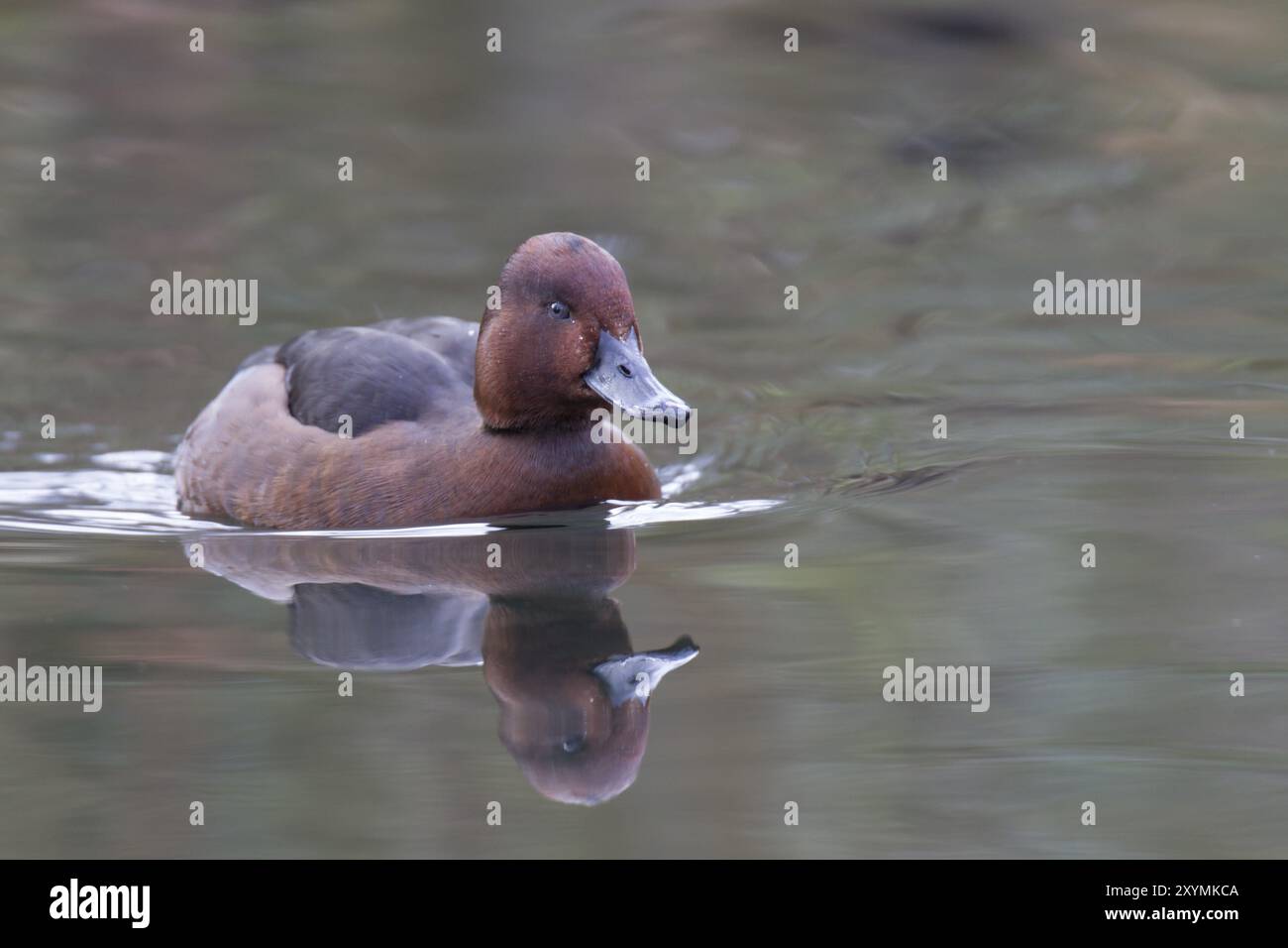 Moorente, Aythya nyroca, Ferruginous Duck Stock Photo - Alamy