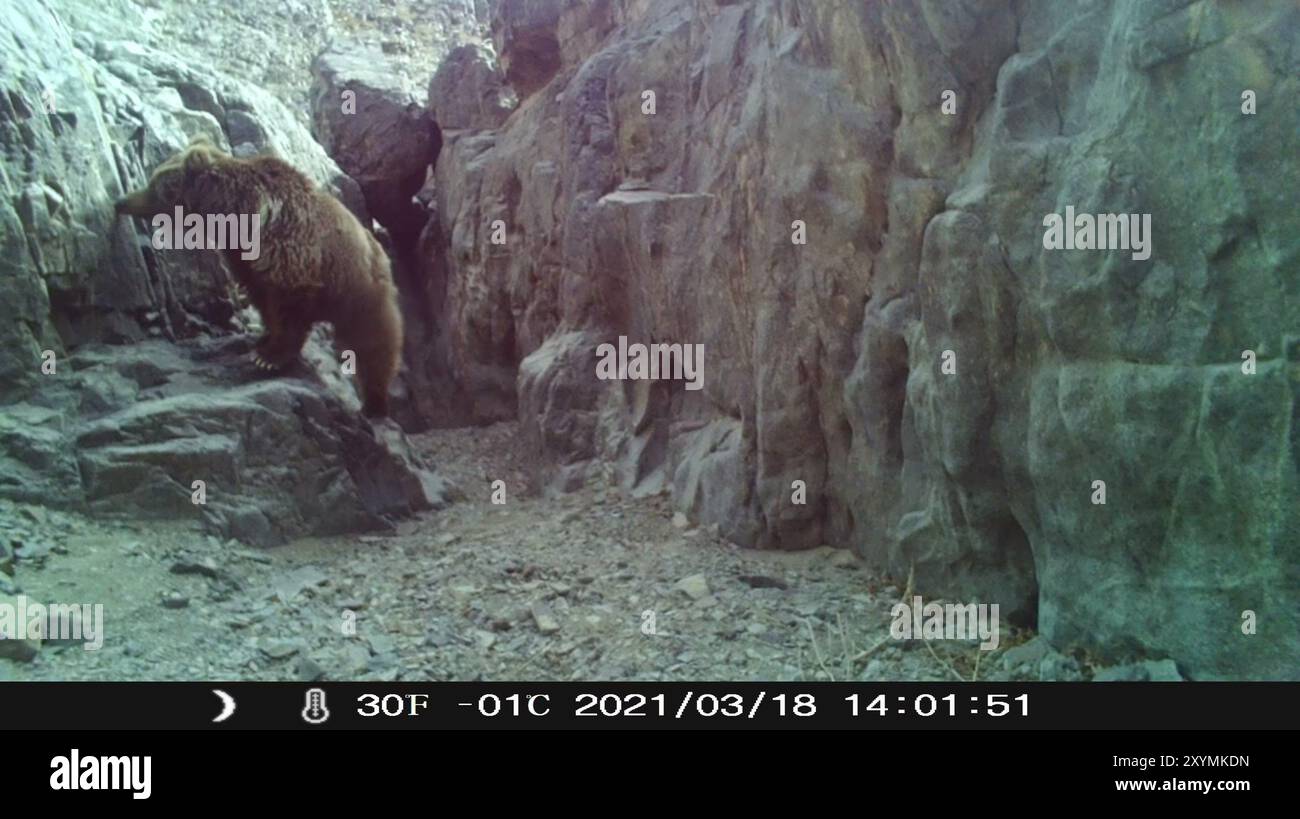 The gobi bear hi-res stock photography and images - Alamy