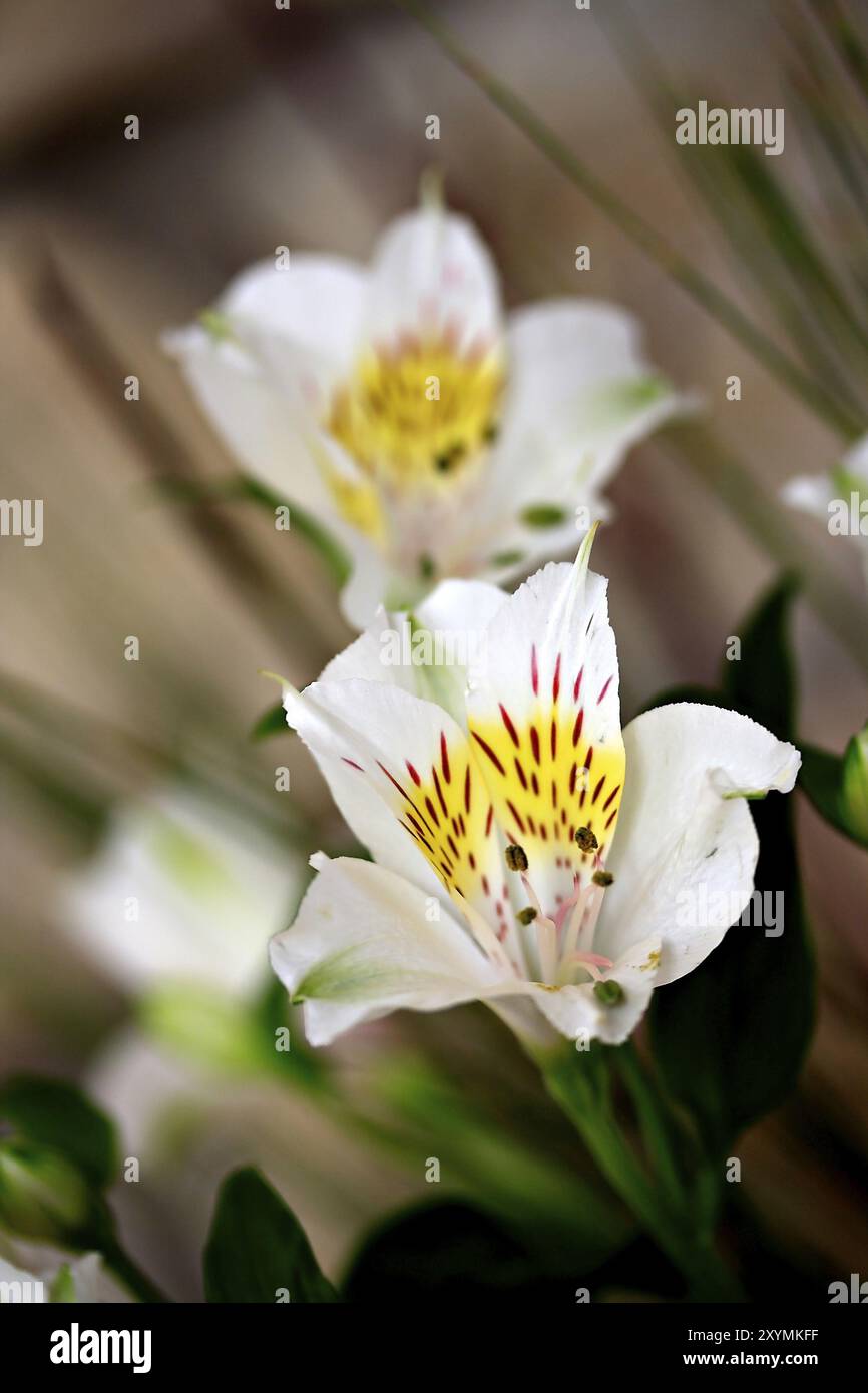 Alstroemeria summer sky hi-res stock photography and images - Alamy
