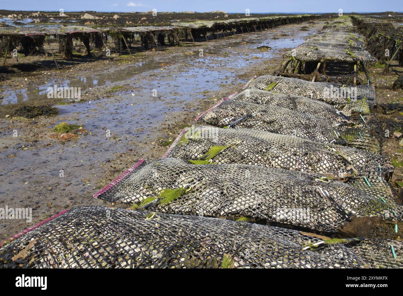 Oyster farm on the Channel Island of Jersey Stock Photo - Alamy