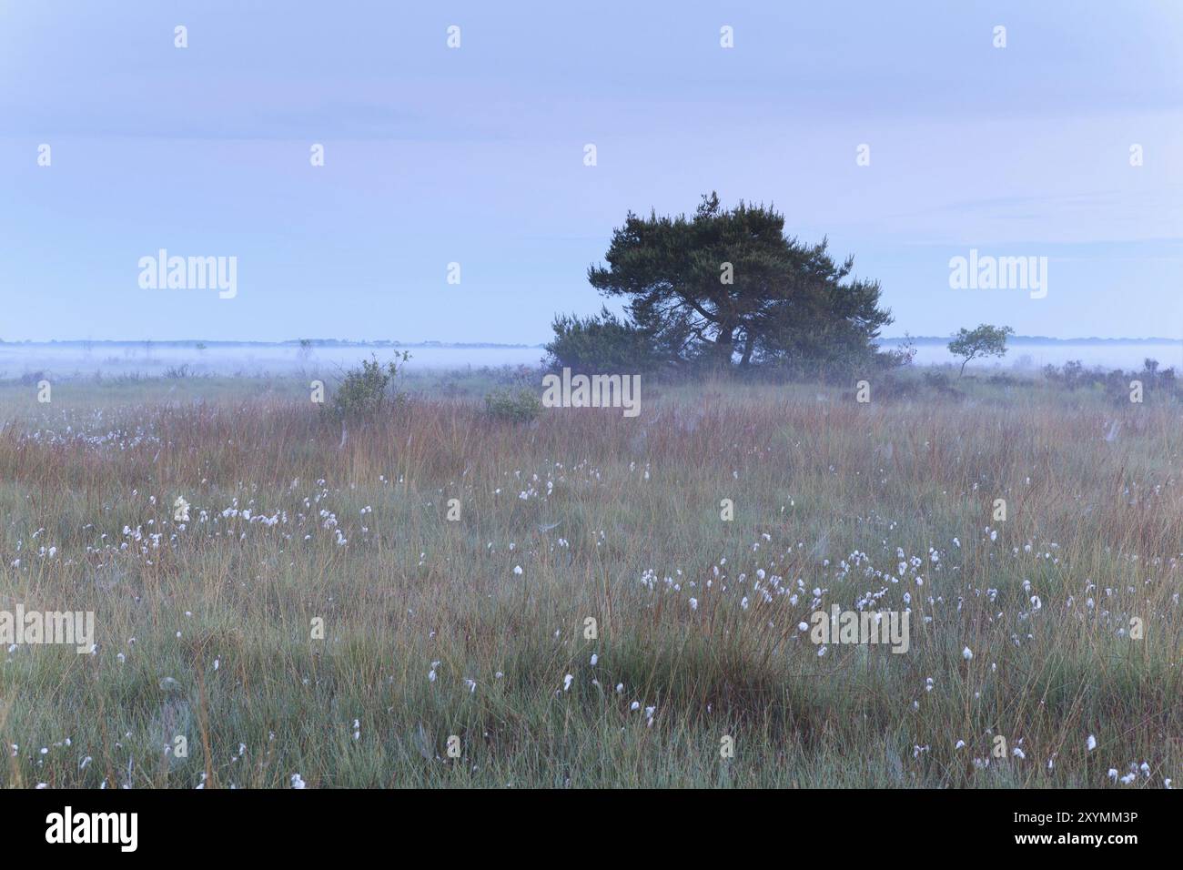 Trees on bog misty hi-res stock photography and images - Alamy