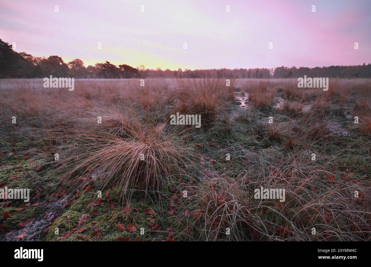 Sunrise over marsh in hi-res stock photography and images - Alamy