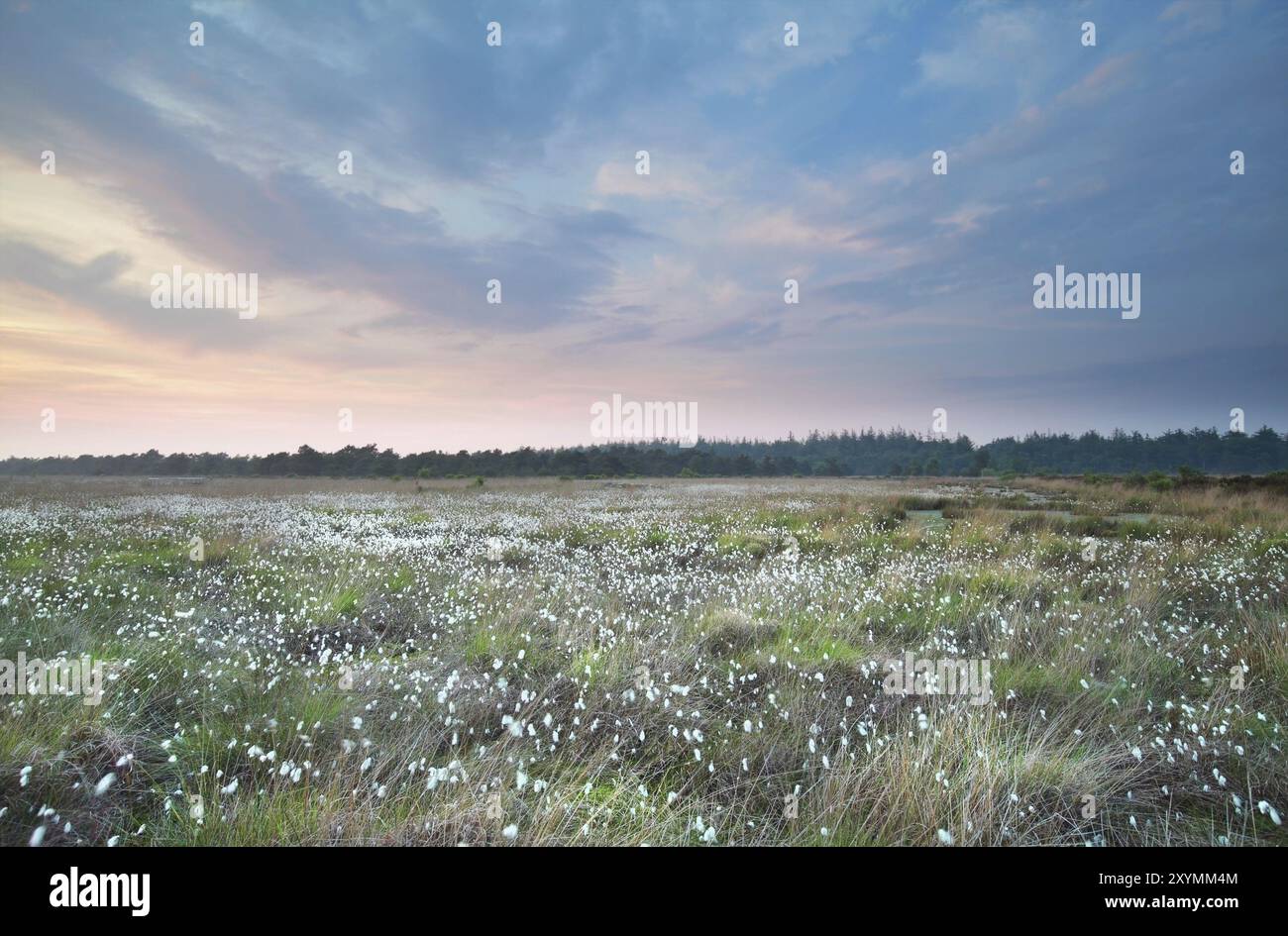 Swamp in summer hi-res stock photography and images - Alamy