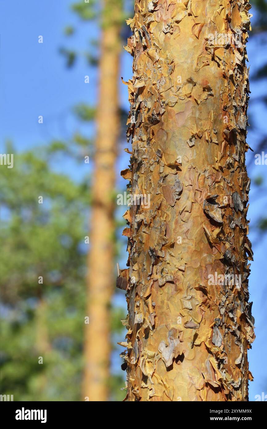 Mast trunks of pine trees in bright sunshine Stock Photo - Alamy