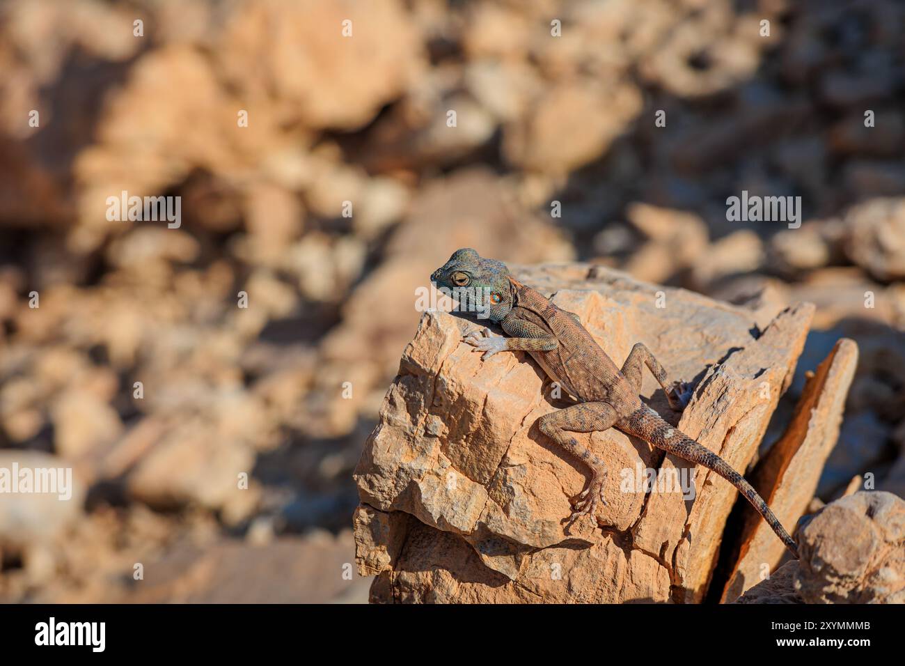 Desert wildlife area hi-res stock photography and images - Alamy