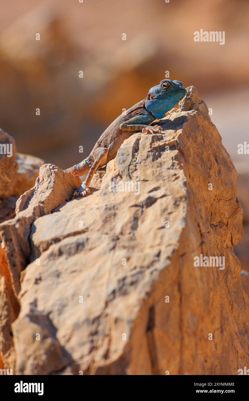 Sinai Agama lizard chilling on a rock in its natural habitat. Arid area ...
