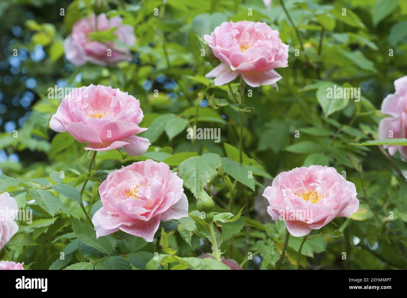 Climbing rose 'blossom time' hi-res stock photography and images - Alamy