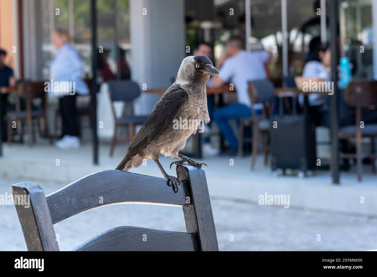 Raven standing on branch hi-res stock photography and images - Alamy