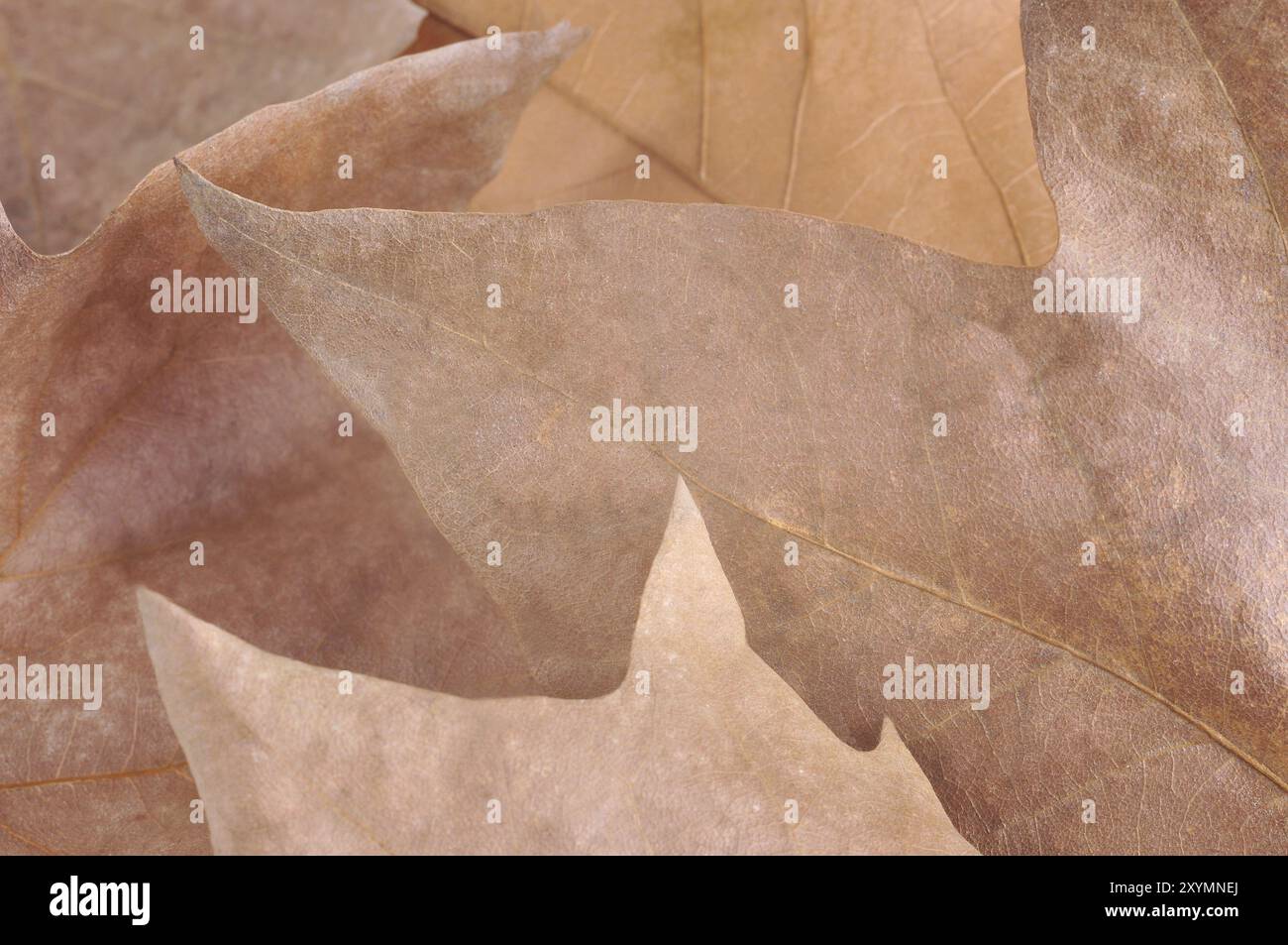 Stacked leaves to illustrate Autumn Stock Photo - Alamy