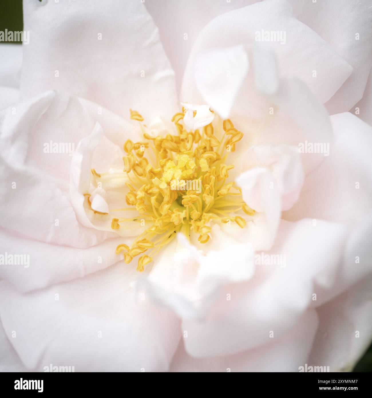 Close up cream climbing hi-res stock photography and images - Alamy