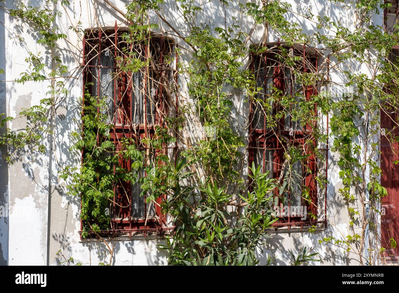 Old fashioned retro wooden windows with ivy plant white wall Stock ...