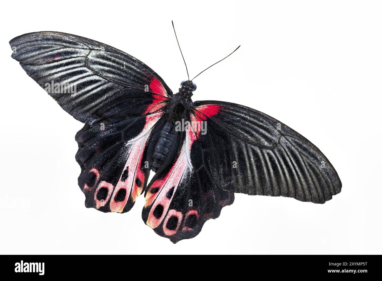 Scarlet Swallowtail (Papilio rumanzovia Stock Photo - Alamy