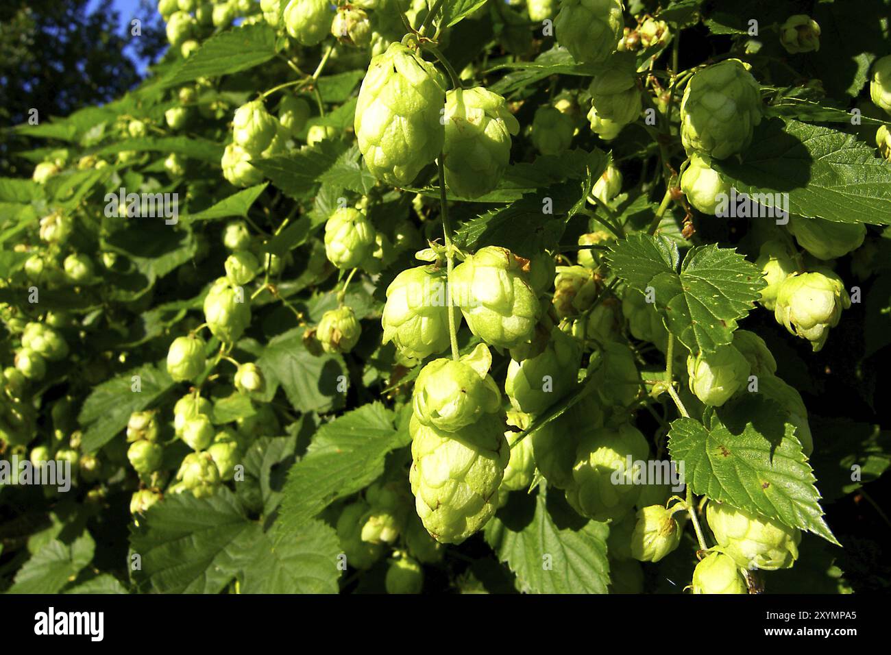 Blooming hops hi-res stock photography and images - Alamy