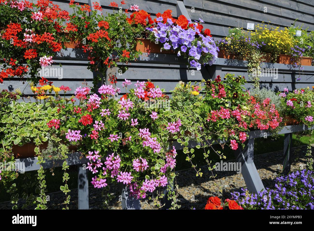 Summer_flowers hi-res stock photography and images - Alamy